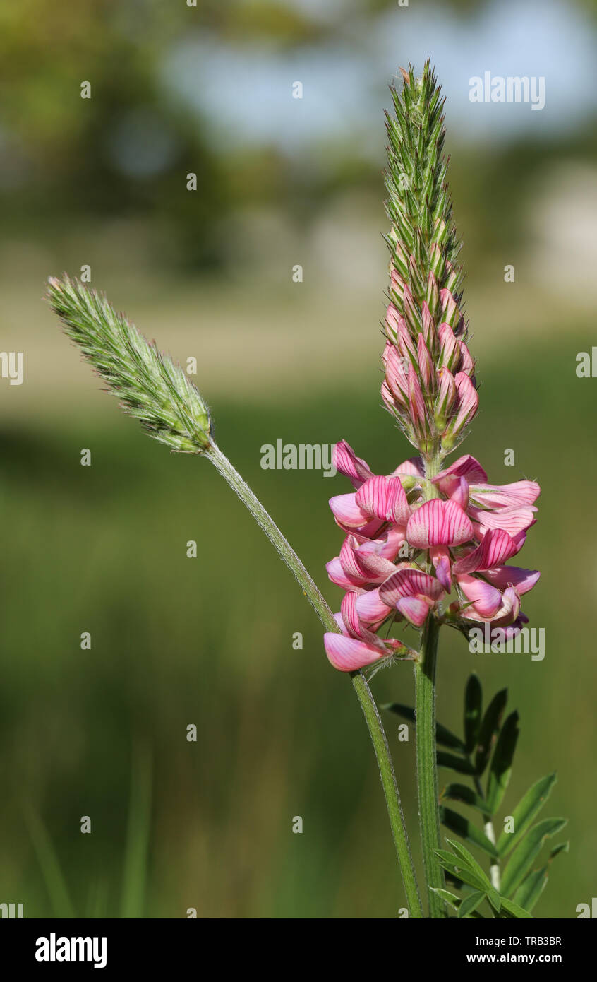 A beautiful Sainfoin, onobrychis, wildflower growing in a meadow in the ...