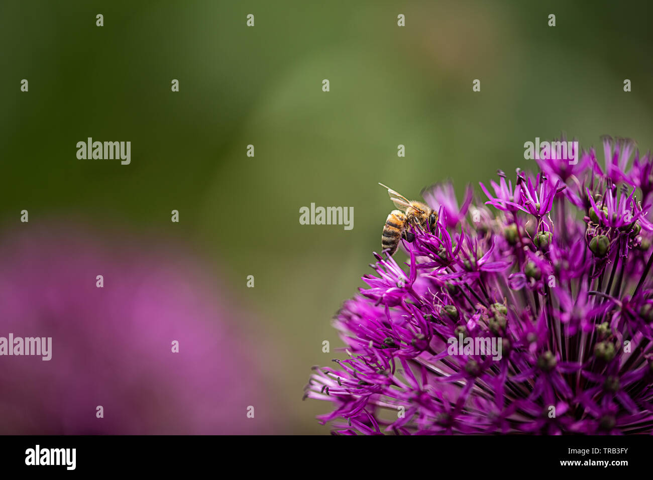 bee perching on a cultivated allium Stock Photo - Alamy
