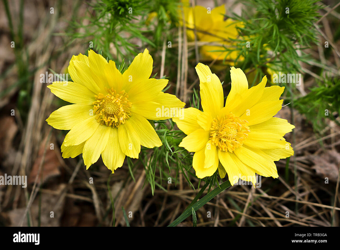 Yellow forest flowers Adonis vernalis (pheasant's eye, spring pheasant ...
