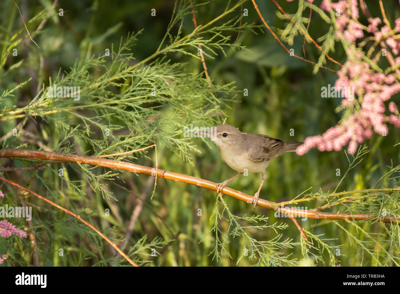 Stunning bird photo. Upcher's warbler / Hippolais languida Stock Photo ...