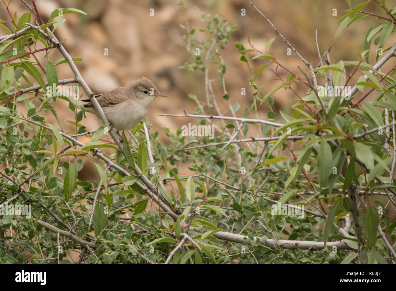 Stunning bird photo. Eastern olivaceous warbler / Iduna pallida Stock ...