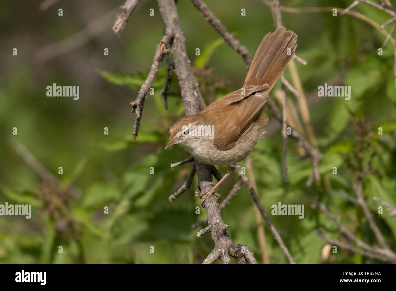 Stunning bird photo. Cetti's warbler / Cettia cetti Stock Photo - Alamy