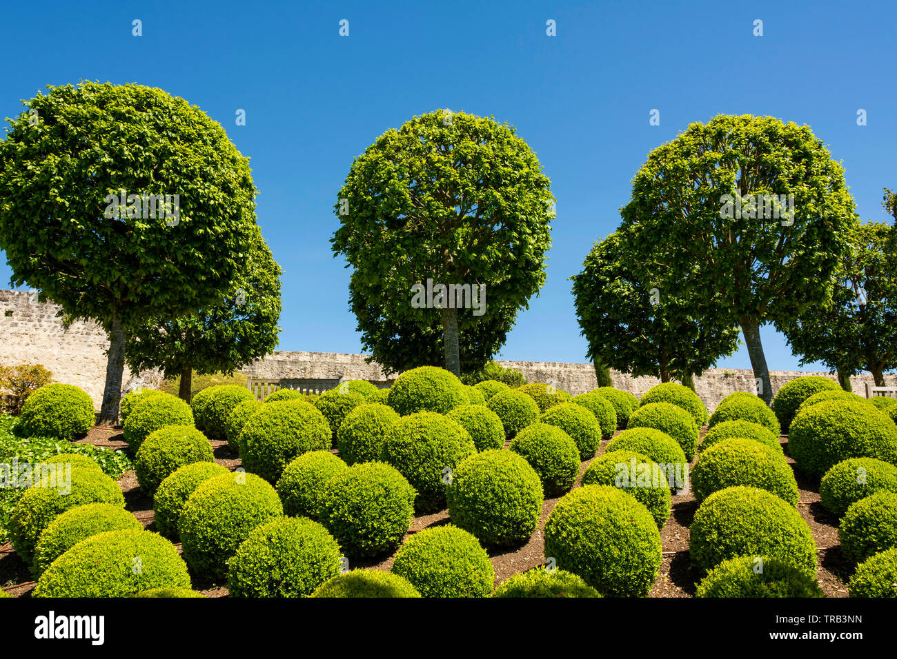 Boxwood High Resolution Stock Photography and Images - Alamy