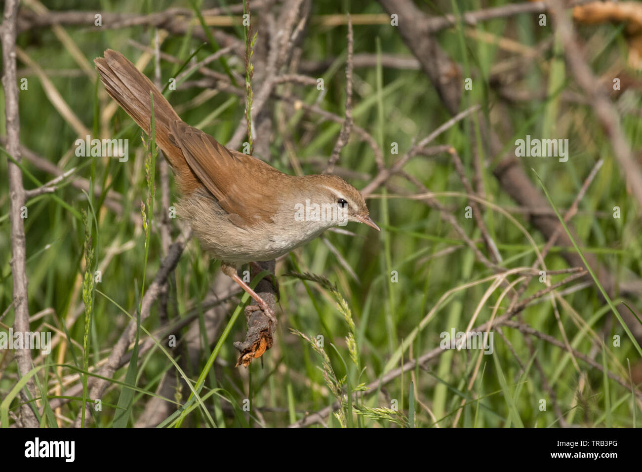 Stunning bird photo. Cetti's warbler / Cettia cetti Stock Photo - Alamy