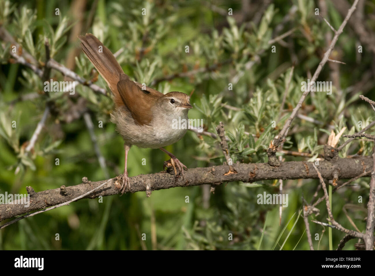 Stunning bird photo. Cetti's warbler / Cettia cetti Stock Photo - Alamy