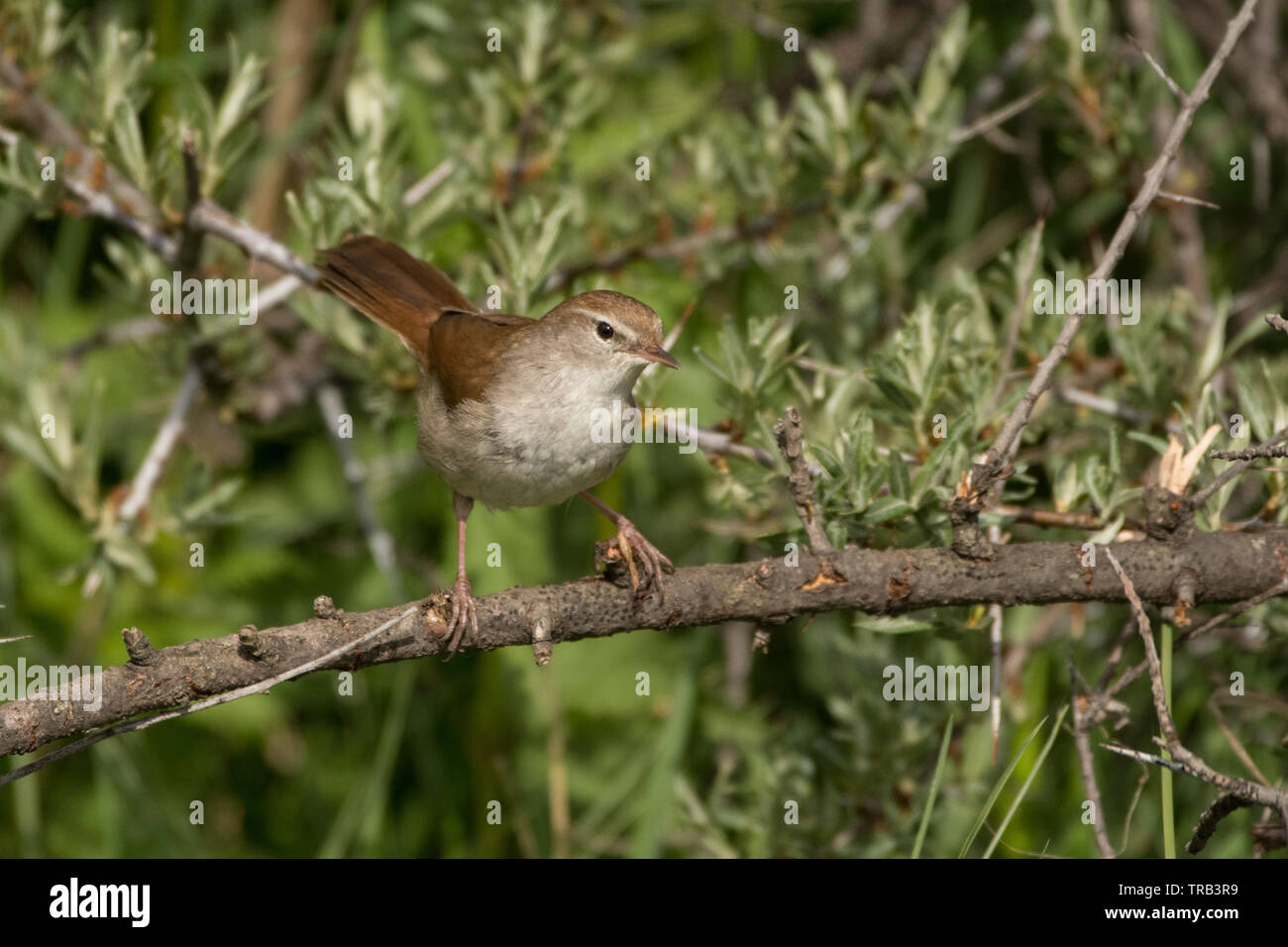 Cetti's warbler spring hi-res stock photography and images - Alamy