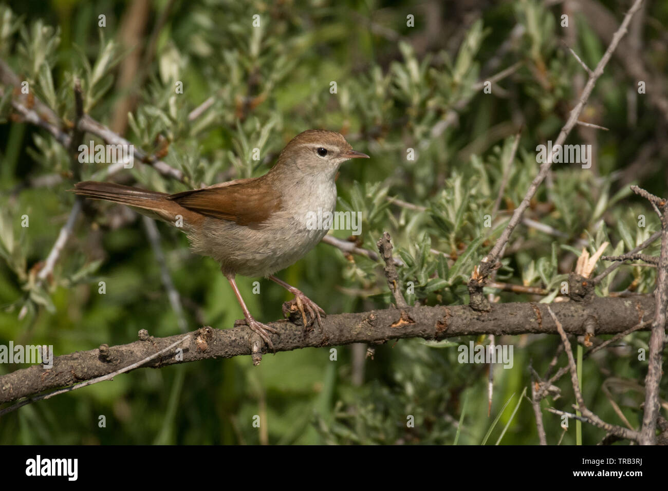 Stunning bird photo. Cetti's warbler / Cettia cetti Stock Photo - Alamy