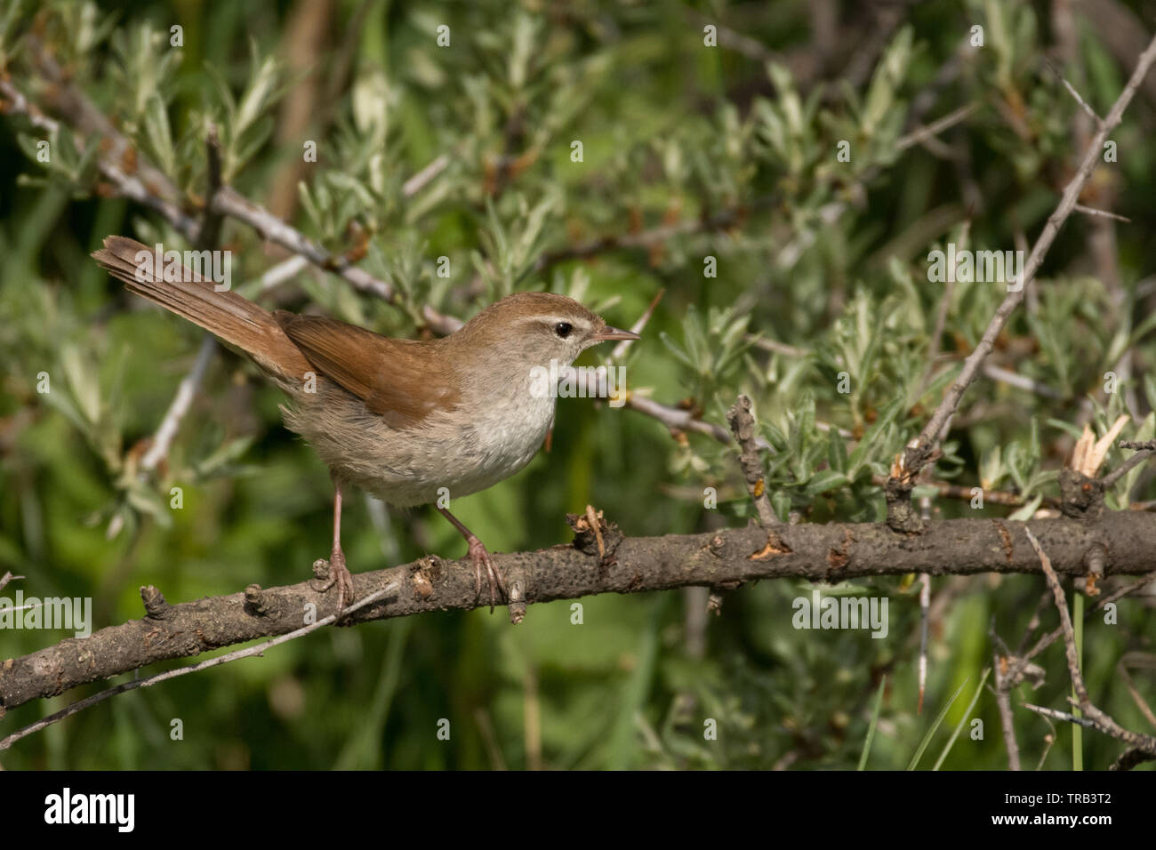 Stunning bird photo. Cetti's warbler / Cettia cetti Stock Photo - Alamy