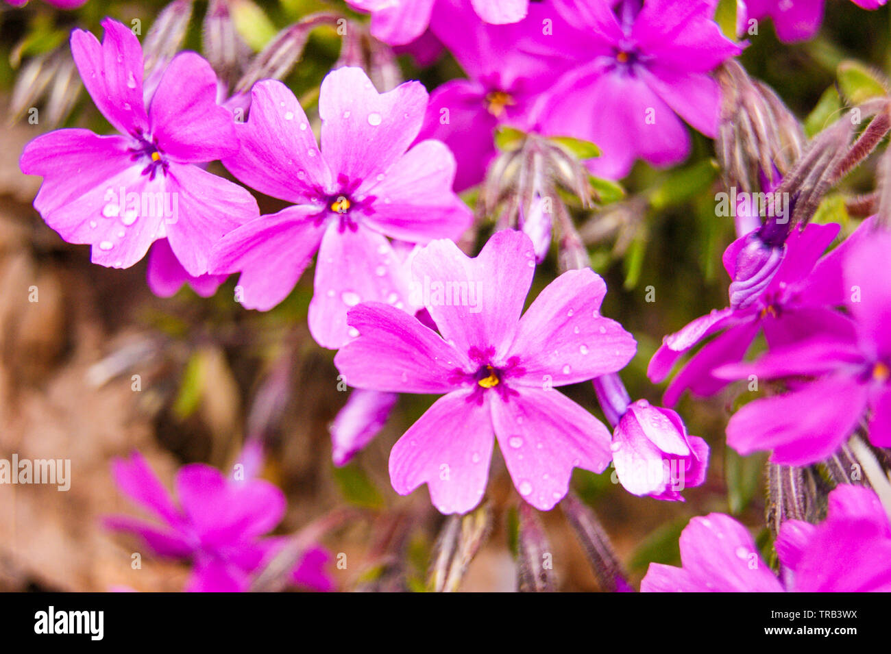 Beautiful little pink purple flowers hi-res stock photography and ...
