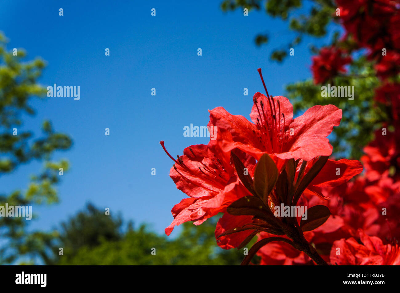 April Red azaleas and sky Stock Photo - Alamy