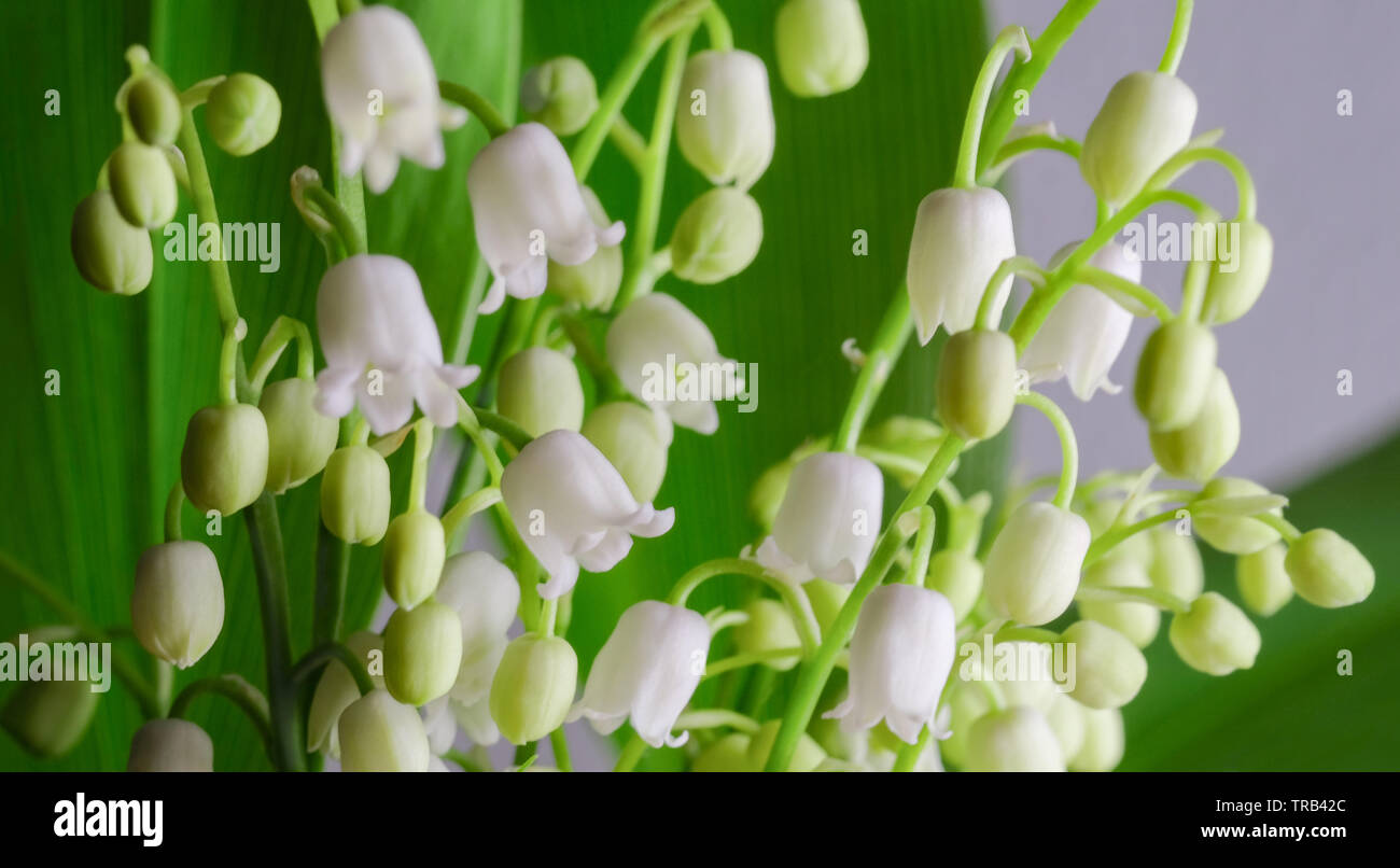 Lilies of the valley macro view background Stock Photo - Alamy
