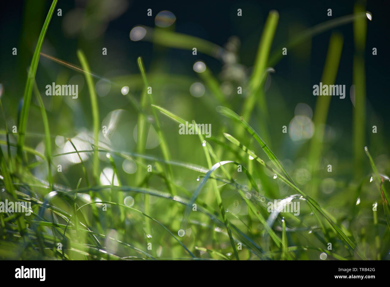 Low angle of grass in the back yard waiting to be cut short Stock Photo ...