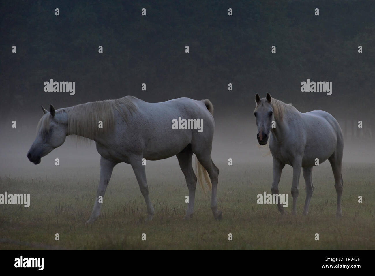 Beautiful shot cow grazing hi-res stock photography and images - Alamy