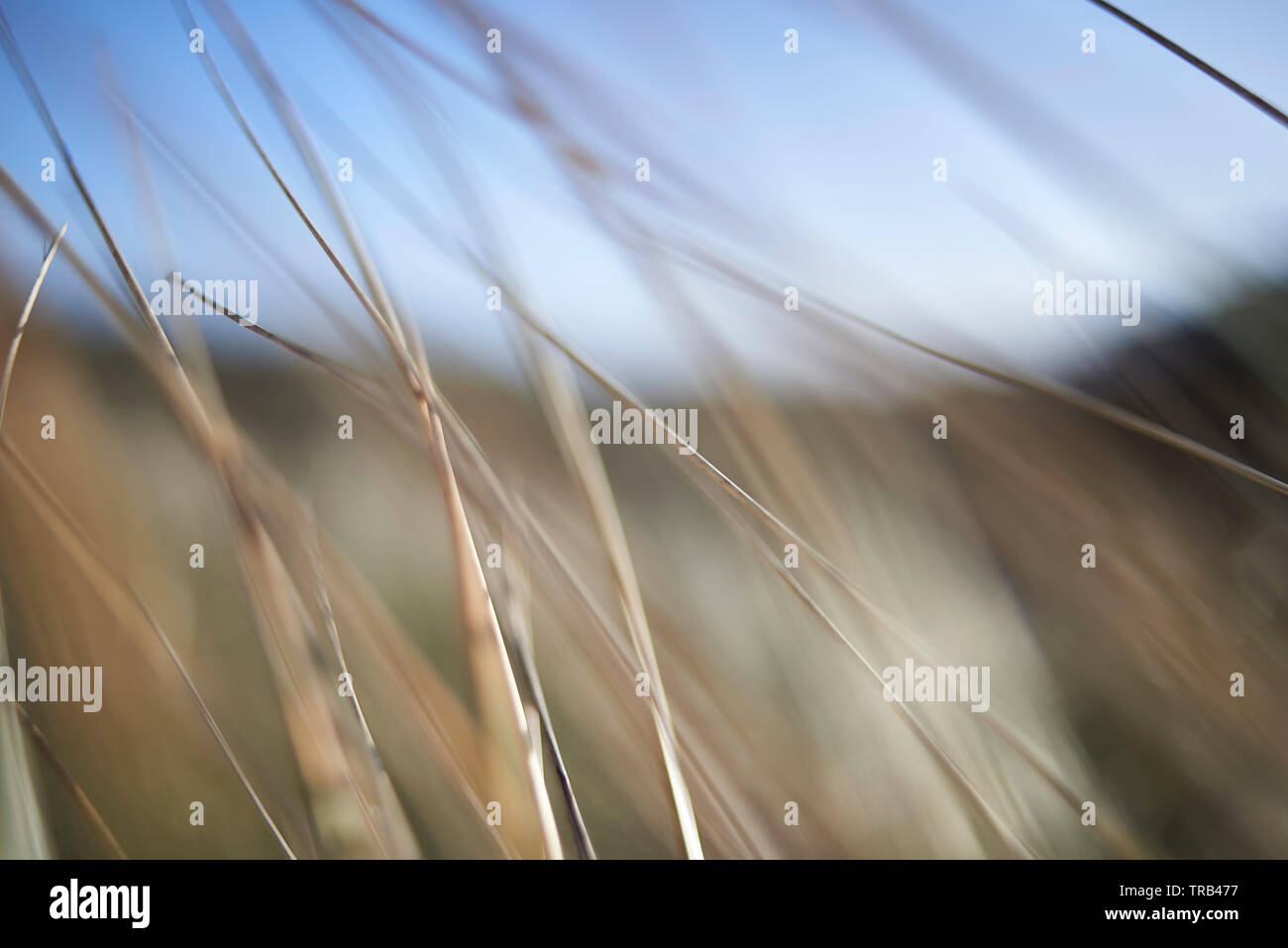 Beautiful close up of reeds blowing in the wind in the dunes along the ...