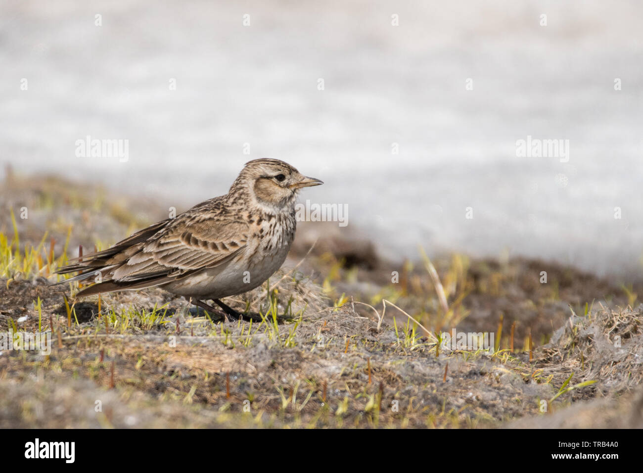 Stunning bird photo. Eurasian skylark / Alauda arvensis Stock Photo - Alamy