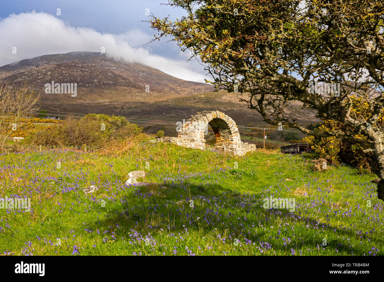 Northern Ireland, Co Down, Newcastle, Bloody Bridge, remains of St Mary ...
