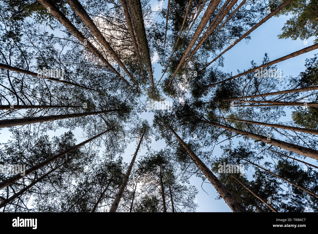 Tall pine tree tops against blue sky and white clouds Stock Photo - Alamy