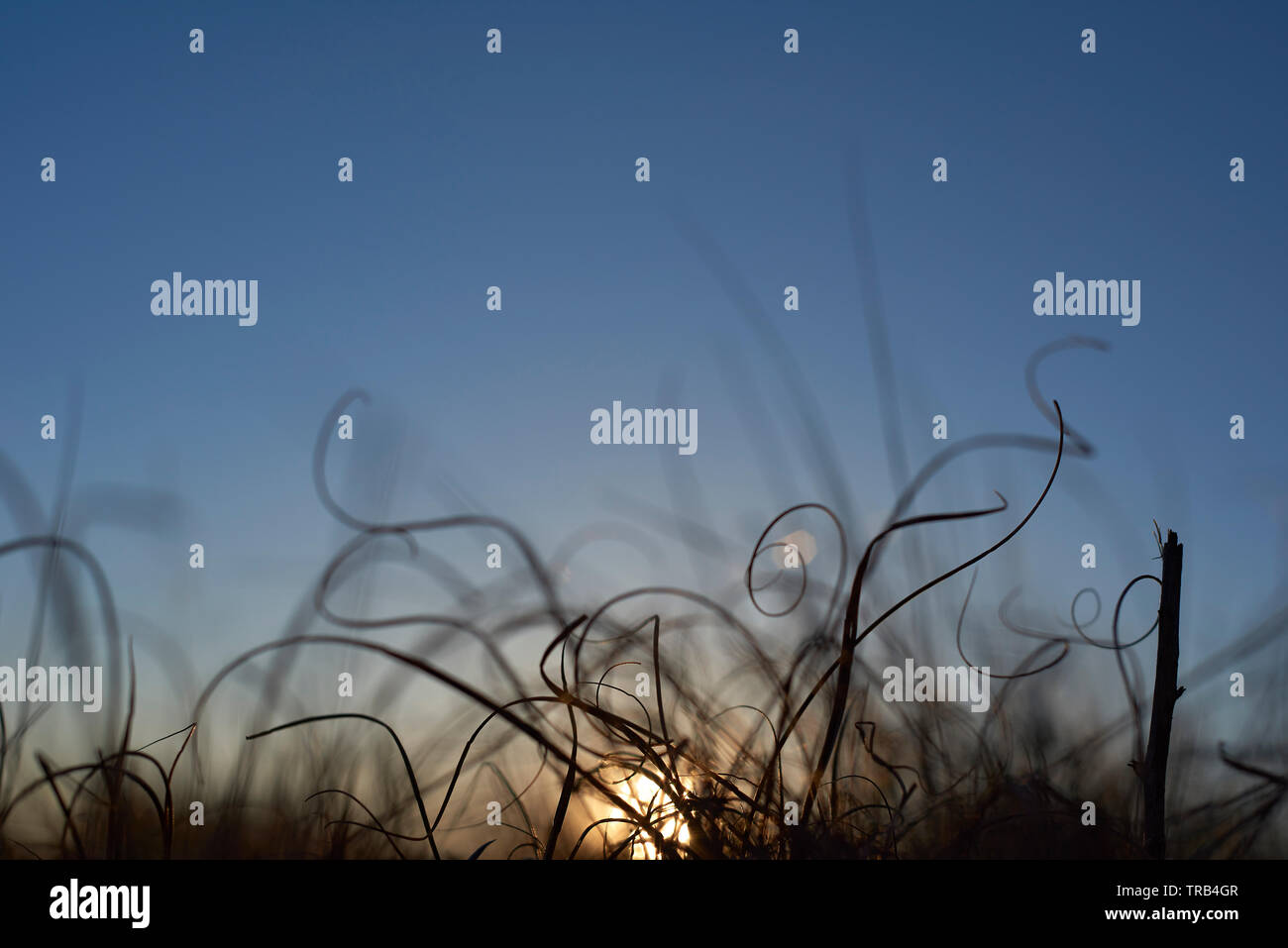 Low angle shot of very dry grass in the heat of the burning sun. A ...