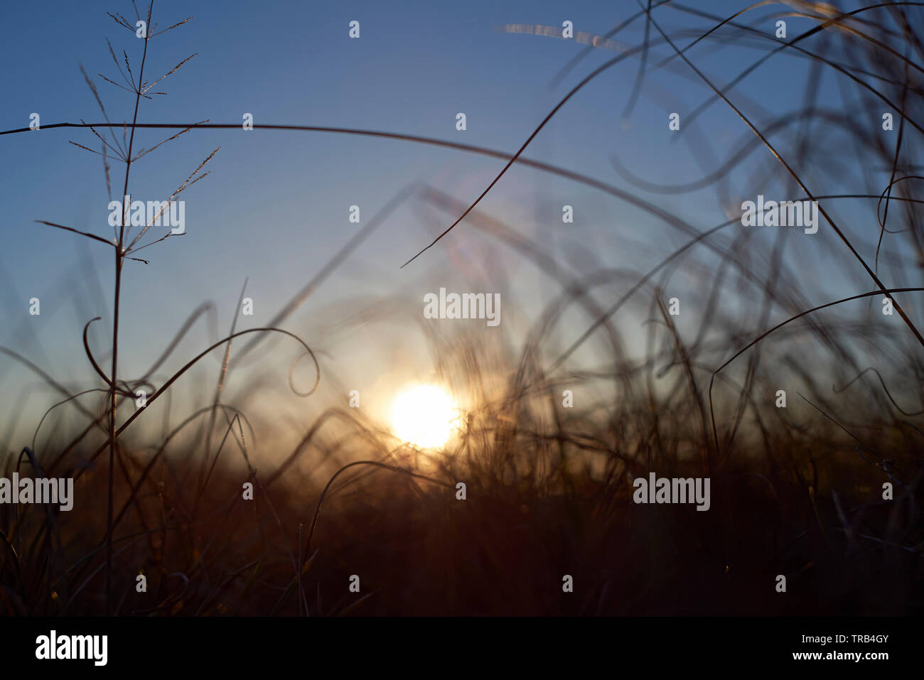 Low angle shot of very dry grass in the heat of the burning sun. A ...