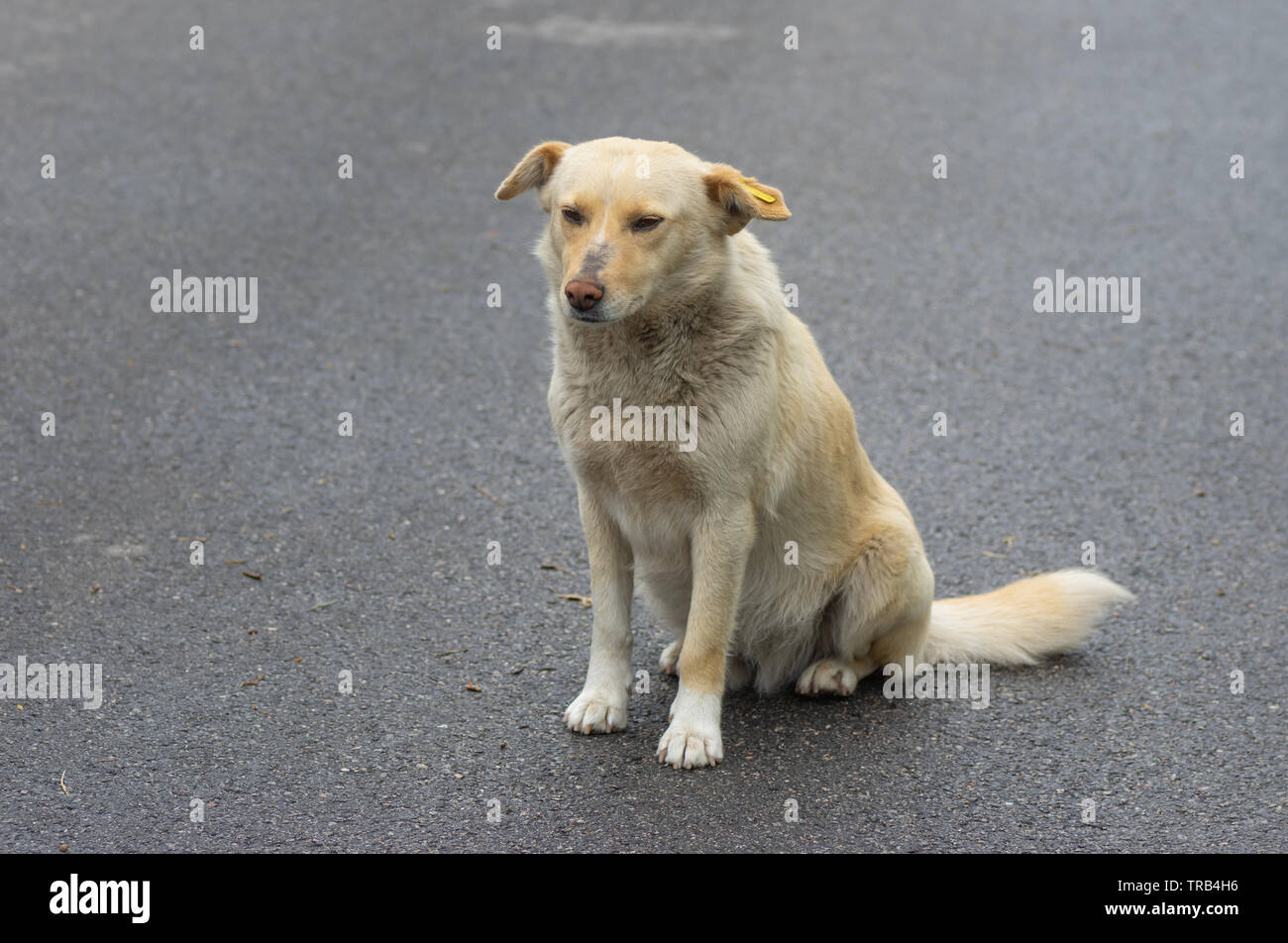 Portrait of mixed-breed sad stray dog sitting on an asphalt and waiting Stock Photo - Alamy