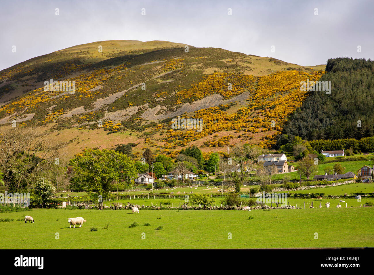 Northern Ireland, Co Down Rostrevor, Low Mournes, sheep grazing in ...