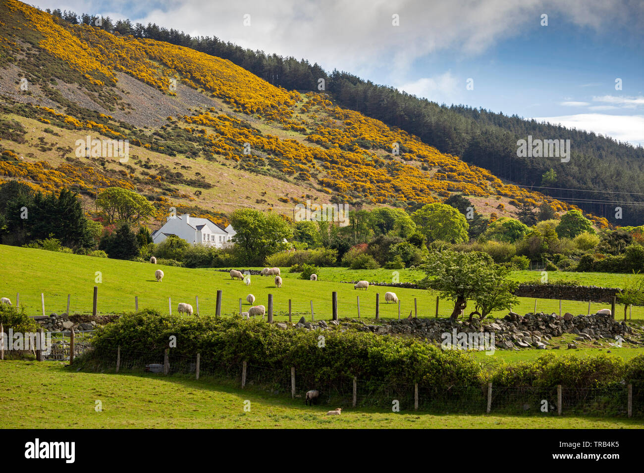 Family of sheep in ireland hi-res stock photography and images - Alamy