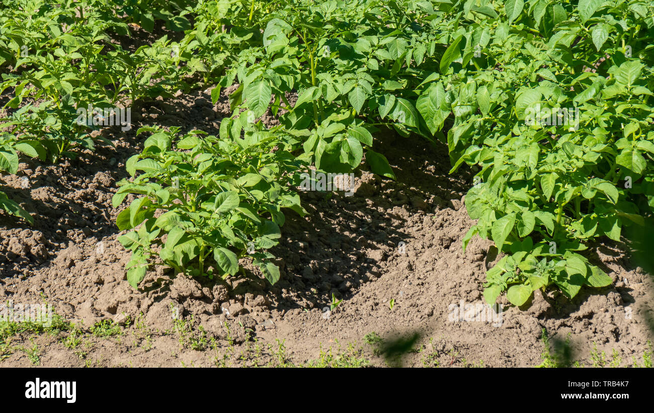 Green growing potato bush on an agricultural field. Agriculture Stock ...