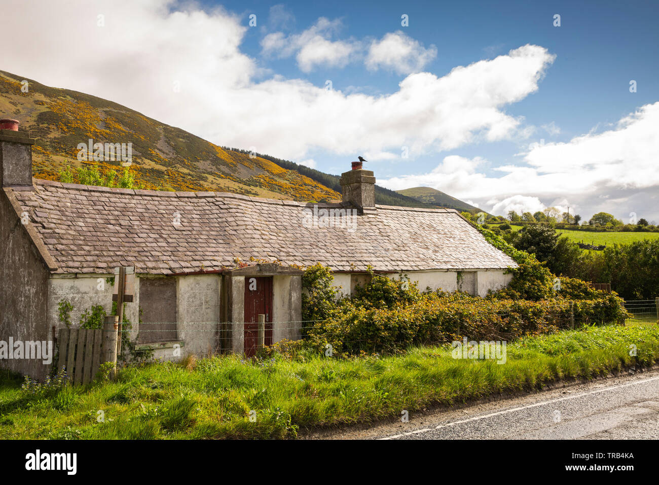 Northern Ireland, Co Down, Rostrevor, Low Mournes, abandoned house with ...