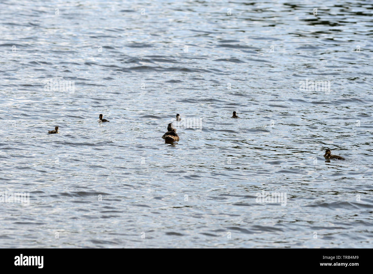 Baby floating with mom hi-res stock photography and images - Alamy