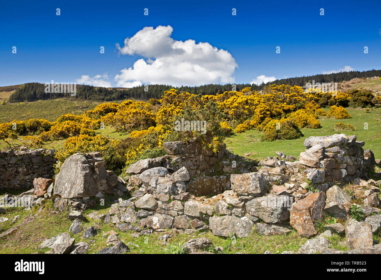 Ireland, Co Louth, Cooley Peninsula, Rooskey, ruins of house wall in ...