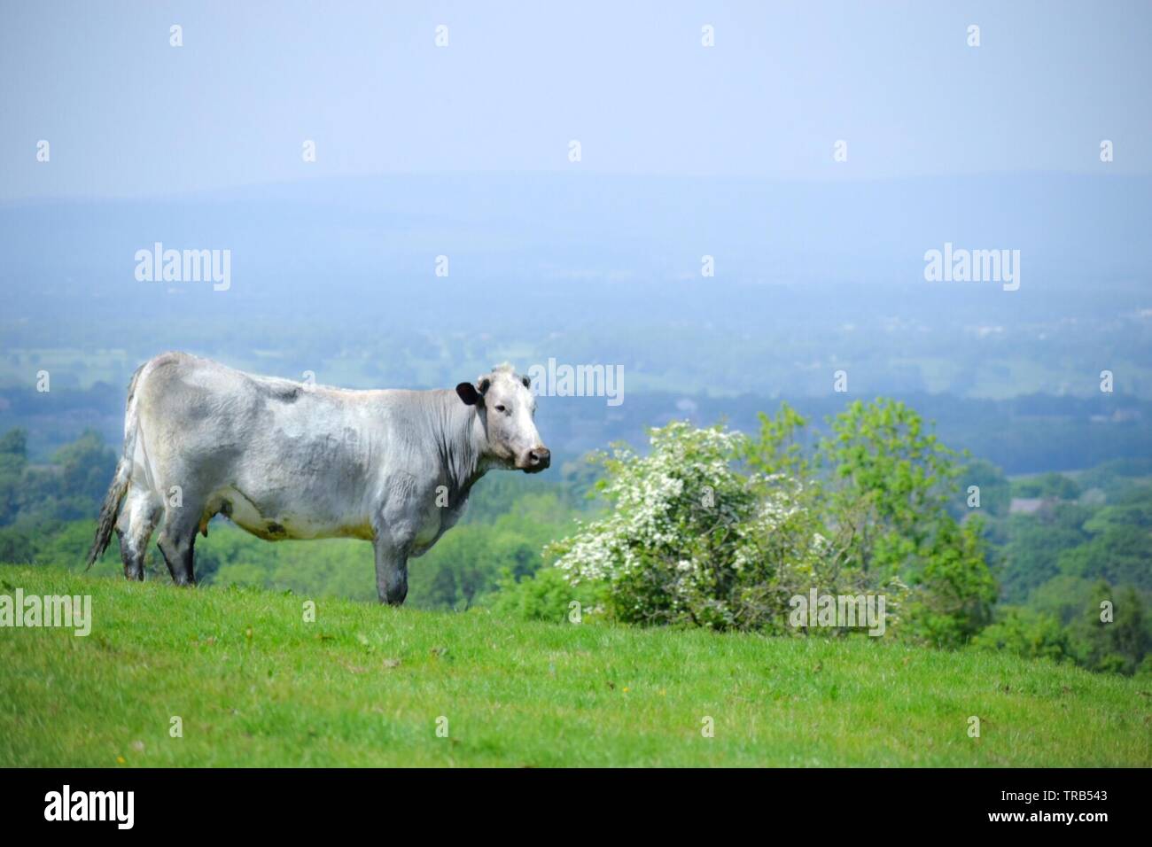 Cow on the hill Stock Photo - Alamy