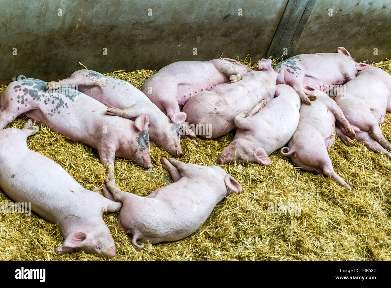 Piglets at Cannon Hall Farm, Bark House Lane, Cawthorne, Barnsley ...