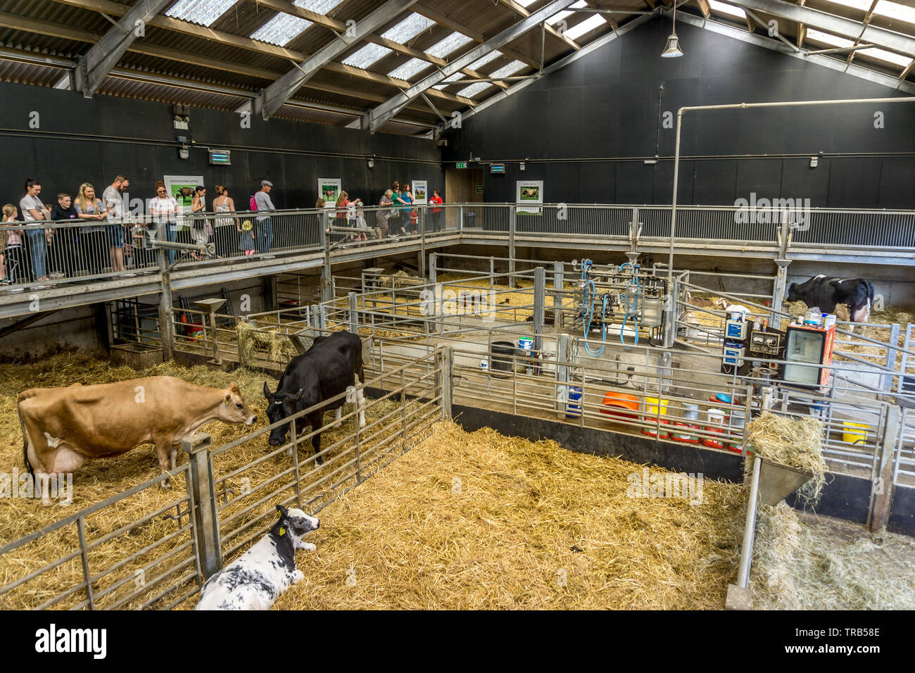 Cannon Hall Farm Fireworks Clipart