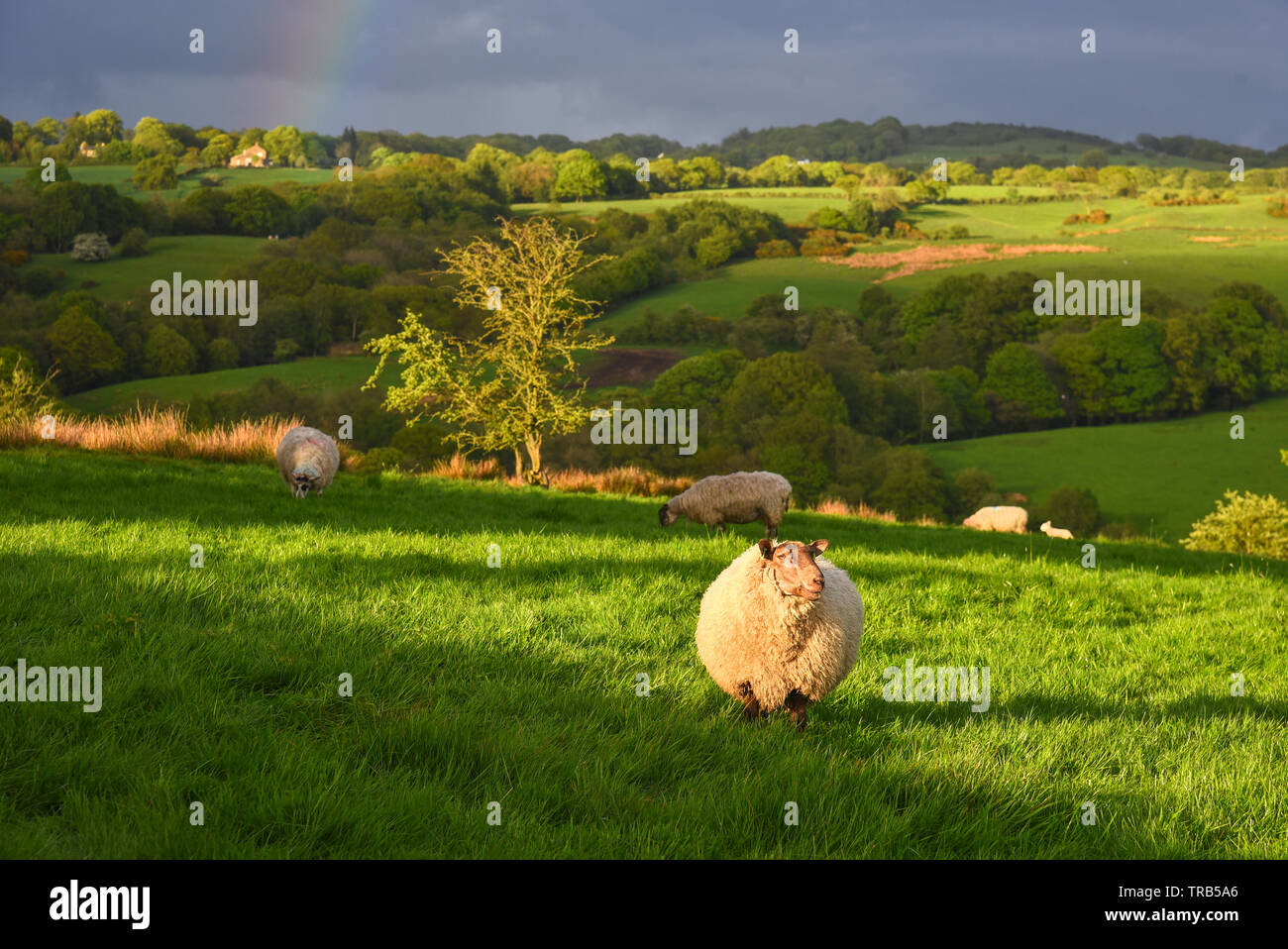 Beautiful landscape field sheep hi-res stock photography and images - Alamy