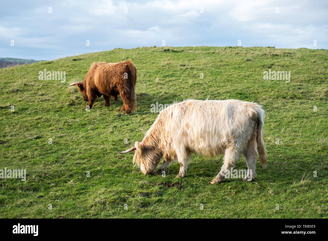 Two of Highland Cattle, a Scottish cattle breed. Hairy cow with long ...