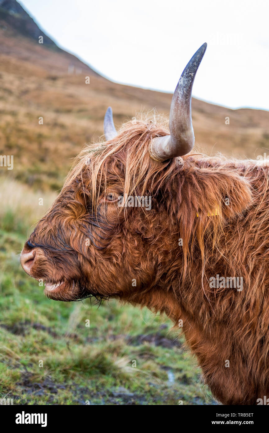 Close up of Highland Cattle, a Scottish cattle breed. Hairy cow with ...