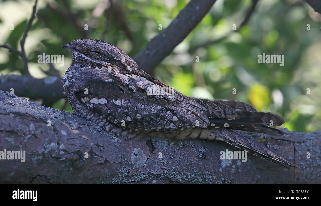 Bird sleeping hi-res stock photography and images - Alamy