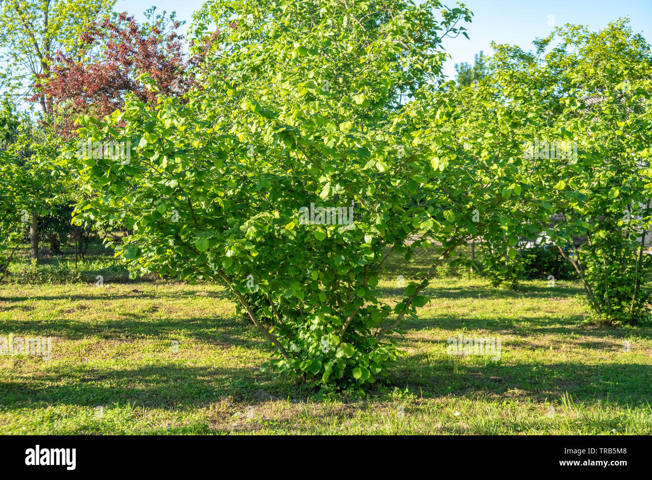 Hazel trees in private yard. sunny day. Plant Stock Photo - Alamy