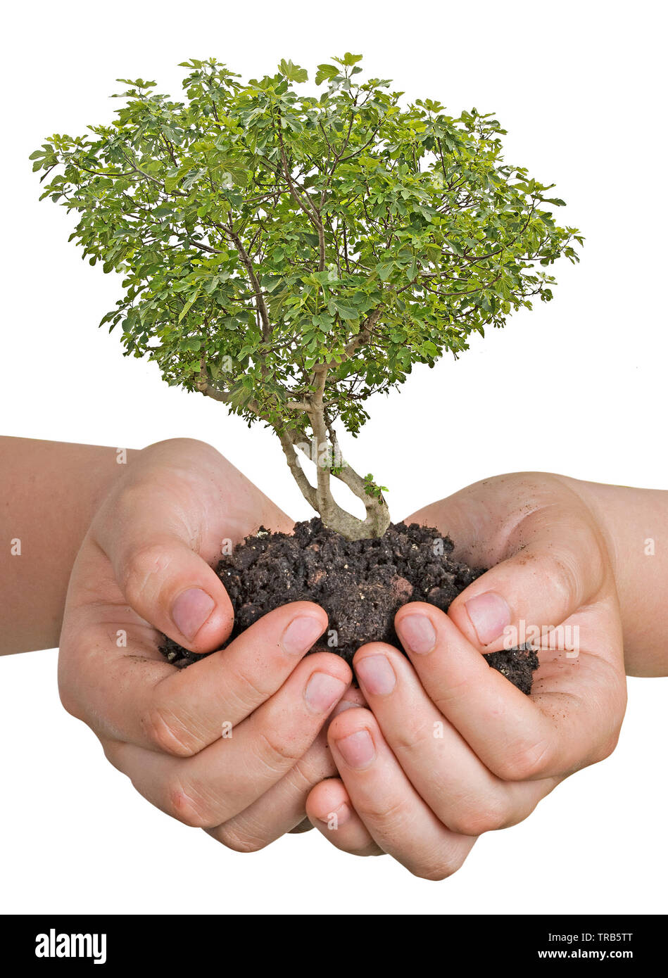 tree in hands Stock Photo - Alamy