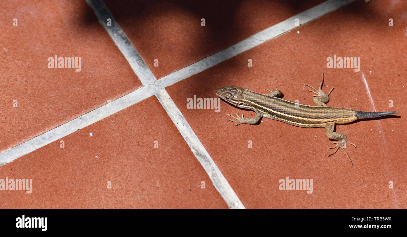 Lizard basking in the sun with its new tail Stock Photo - Alamy