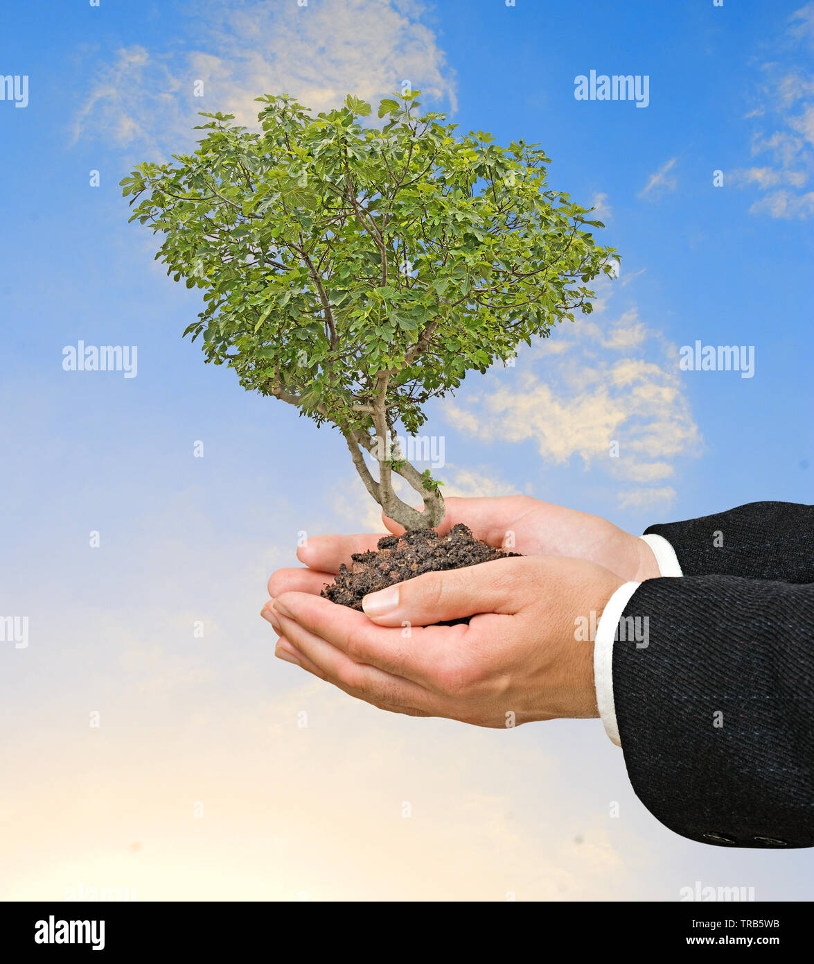 Tree in hands Stock Photo - Alamy