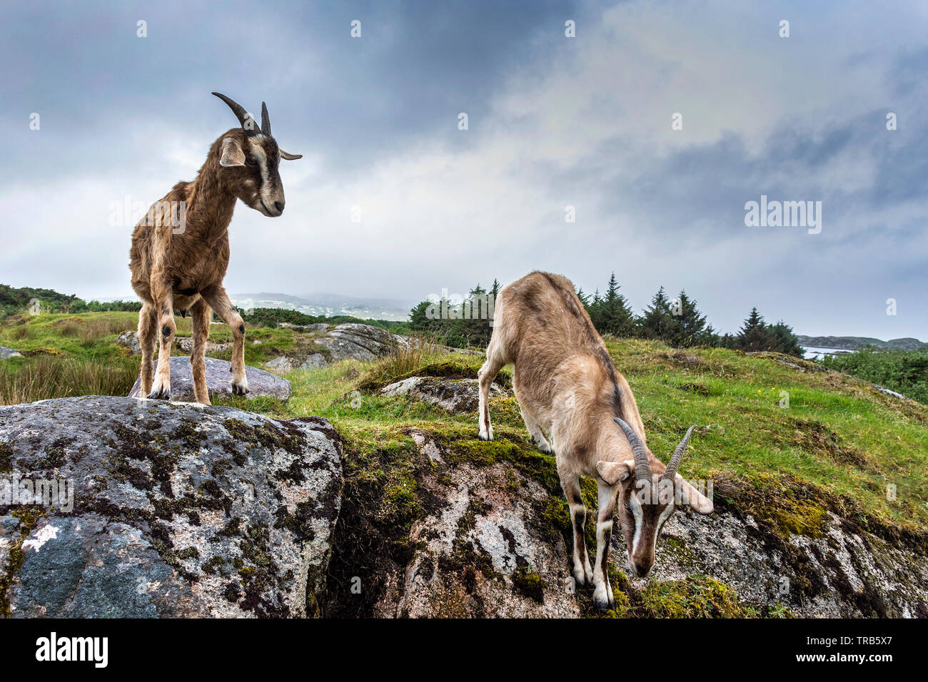 Arapawa goats hi-res stock photography and images - Alamy