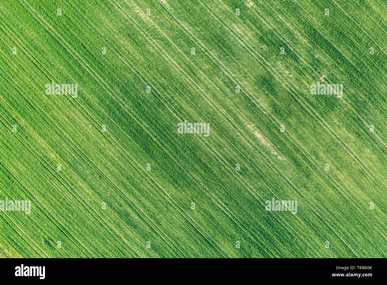Natural Green Field Background With Trails Lines. Flat View Top View Of ...