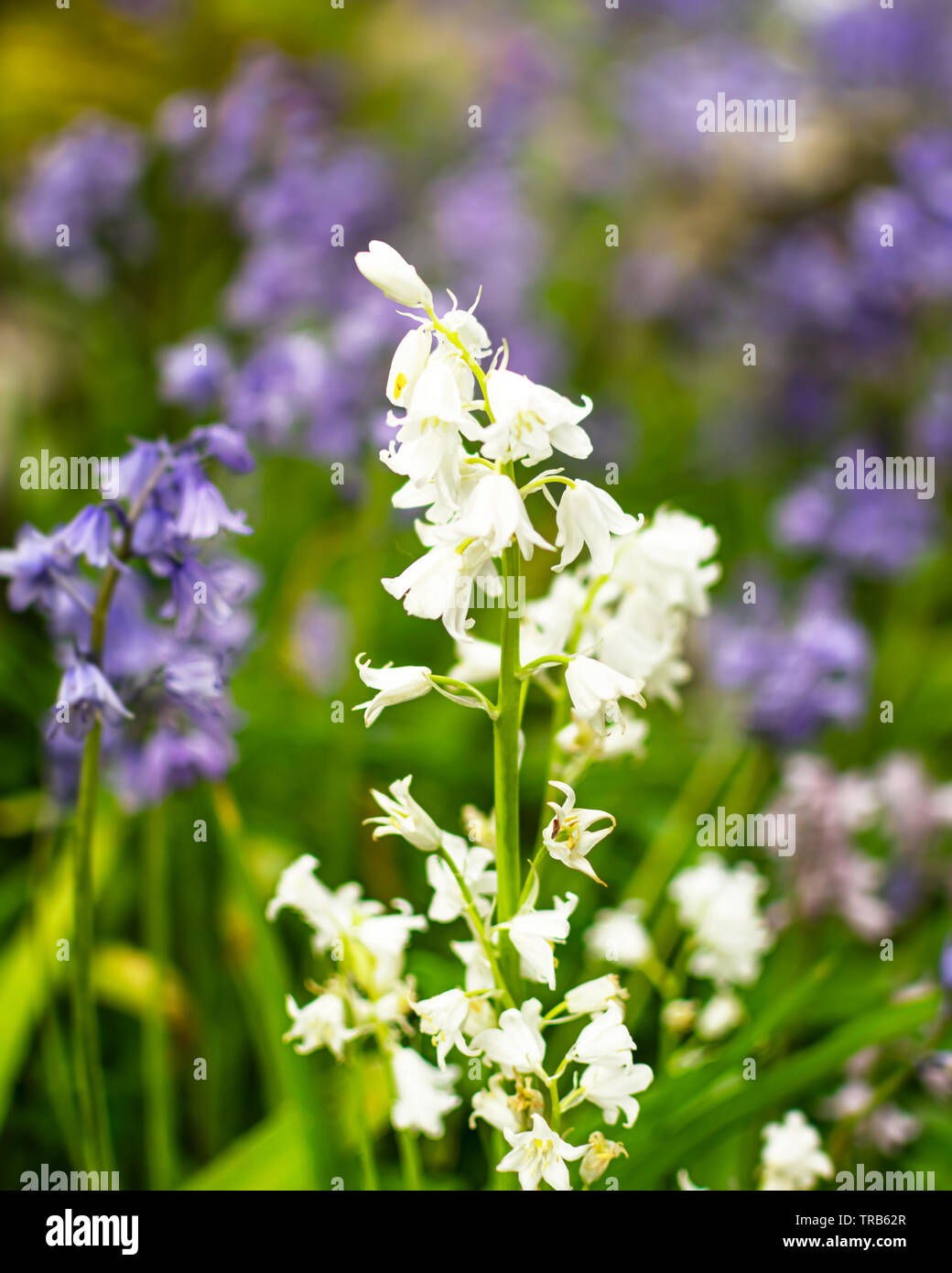White bells hi-res stock photography and images - Alamy