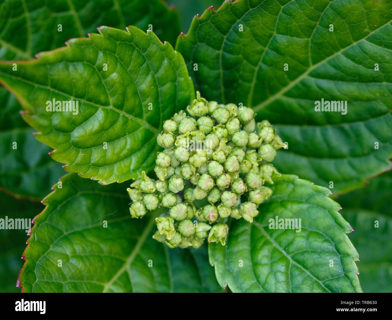 New Hydrangea flowers emerging Stock Photo - Alamy