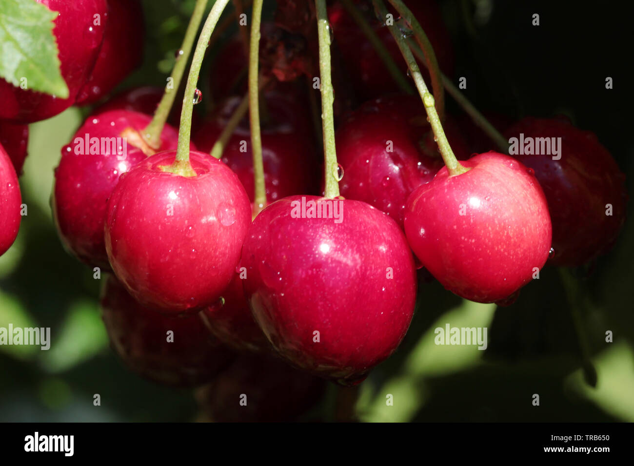 rain drops on cherries Stock Photo - Alamy