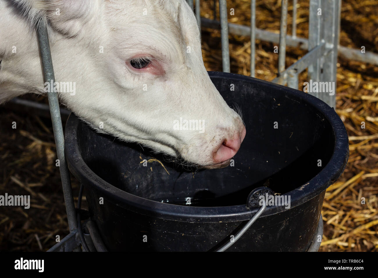 White calf drinks from a bucket Stock Photo - Alamy