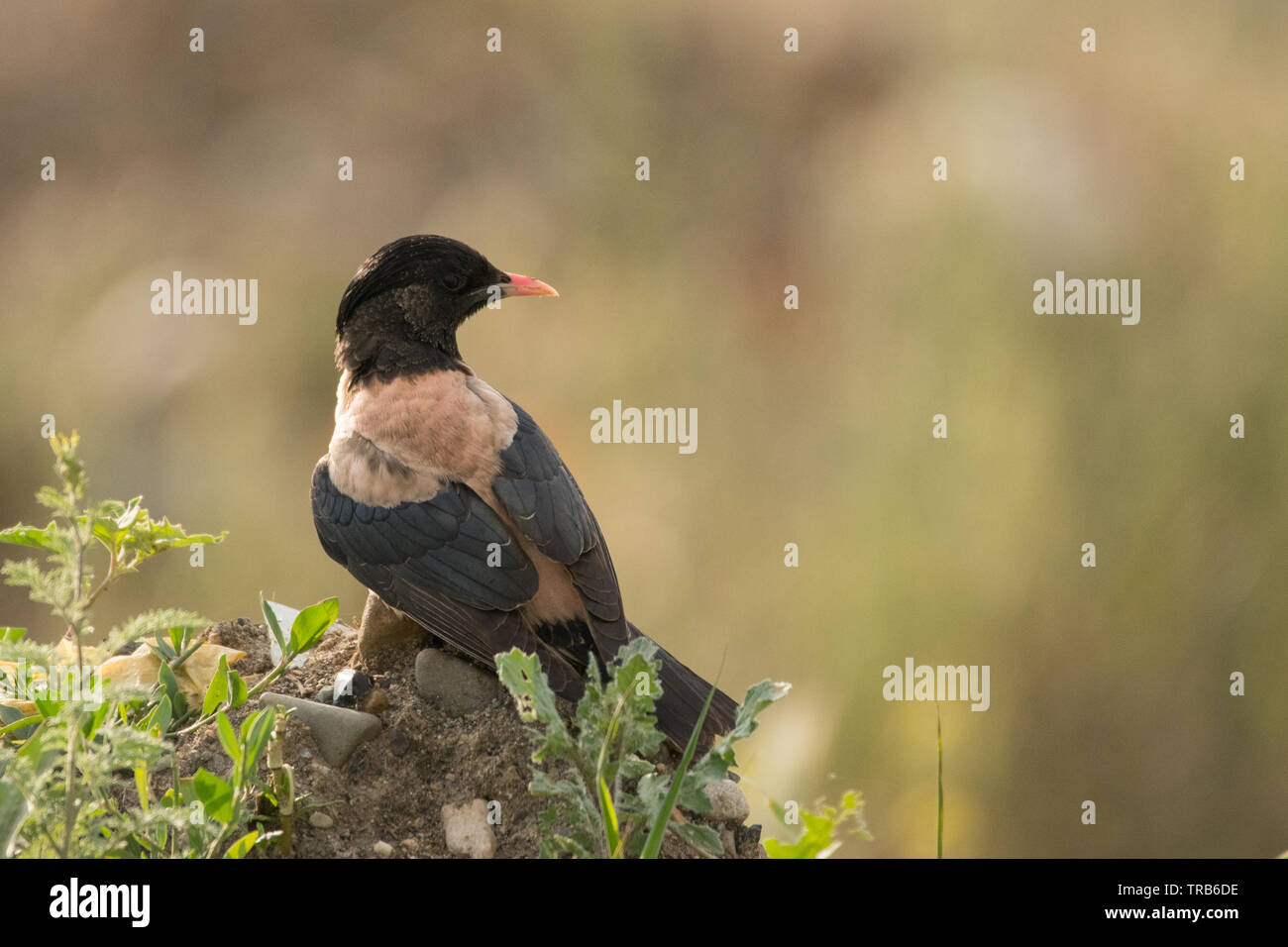 Stunning bird photo. Rosy starling / Pastor roseus Stock Photo - Alamy