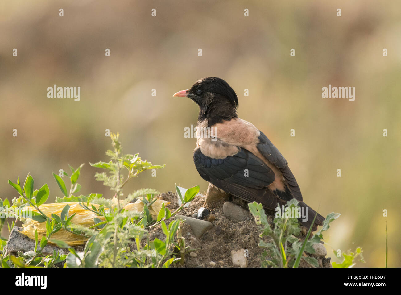 Rosy starling pastor roseus hi-res stock photography and images - Alamy