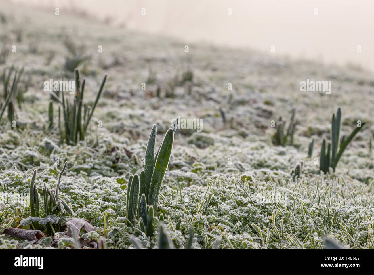 Icing on the plants hi-res stock photography and images - Alamy